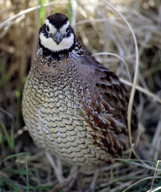 Quail Forever Volunteers Mobilize in West Tennessee to Restore “The ...