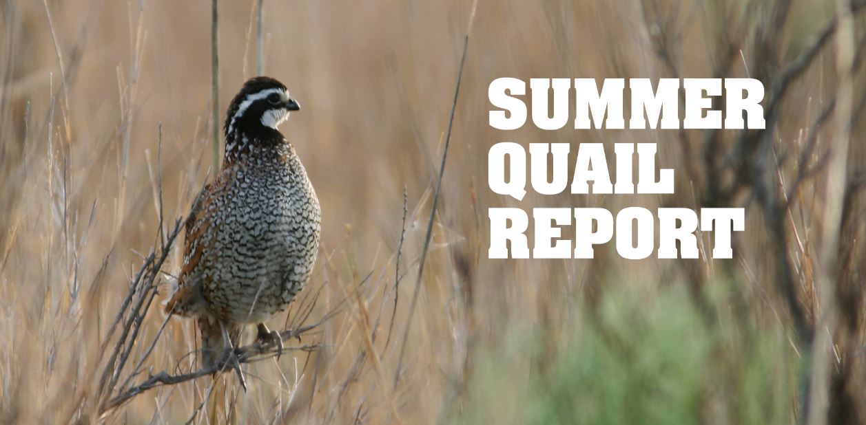 Bobwhite Quail In Missouri