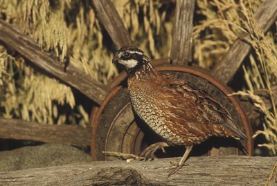 New Quail Forever Chapter in Illinois Hosts Inaugural Banquet April 1st